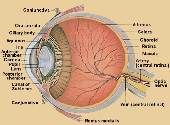 Eye Human